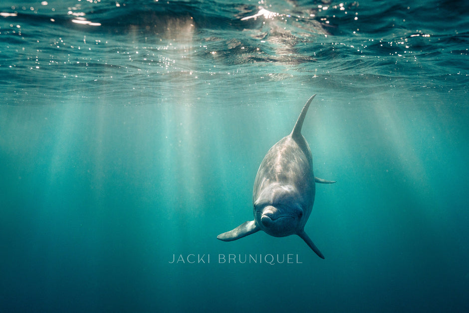 Underwater - Love – Page 2 – Jacki's Print Shop
